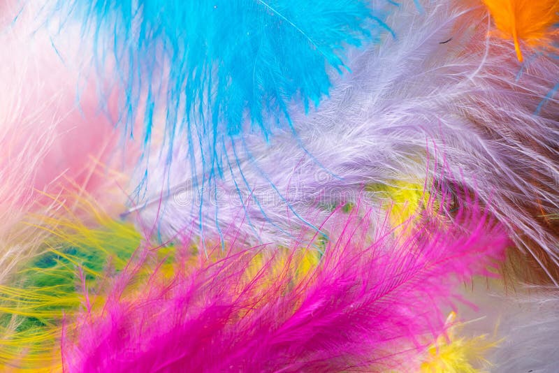 Many Light Multi-colored Feathers for a Carnival Costume. Background ...