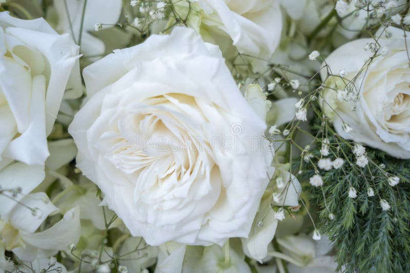 Many light roses stock image. Image of beautiful, wallpaper - 139083909