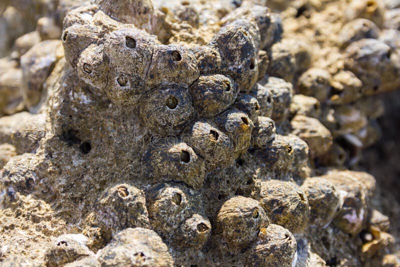 Limpets on a Rock in Mousehole, Conrwall. Molluscs Stock Image - Image ...