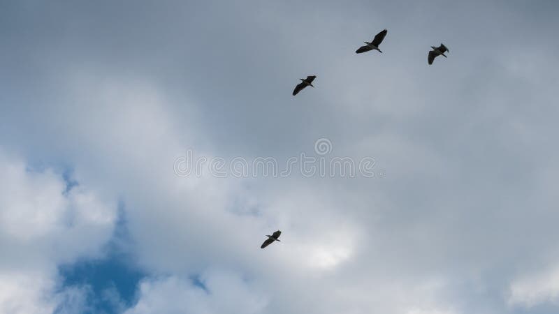 Many Little Birds Fly Beautifully in the Stock Image - Image of ...