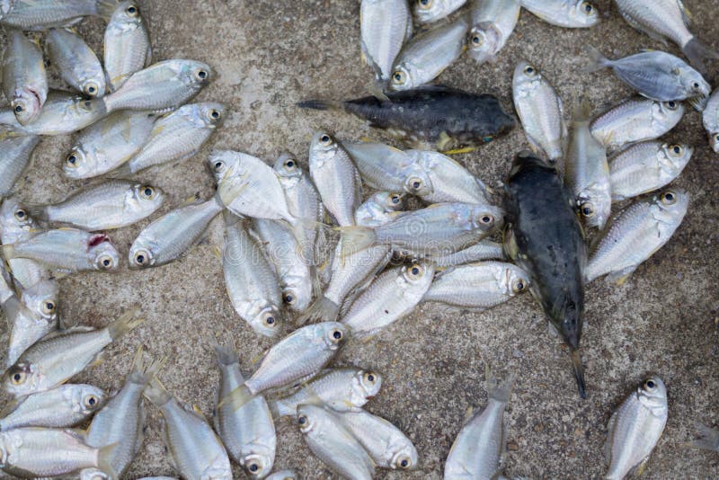 Little fish stock image. Image of fishes, south, tiny - 45198297