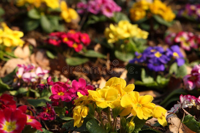 Many little flowers stock photo. Image of park, grnound - 13241512