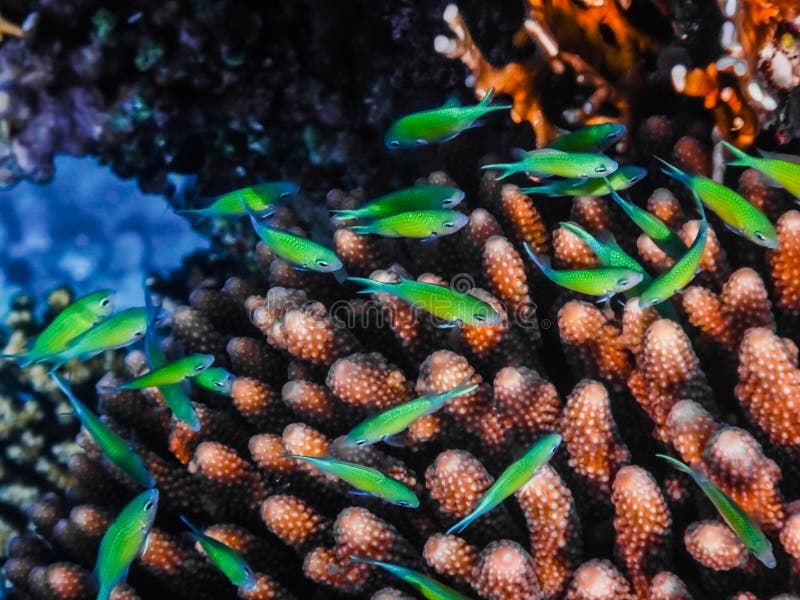 Many Little Glowing Green Fish at Corals Stock Image - Image of ...