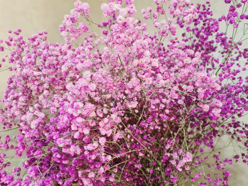 Many Little Pink Flowers Gypsophil Stock Photo - Image of violet ...