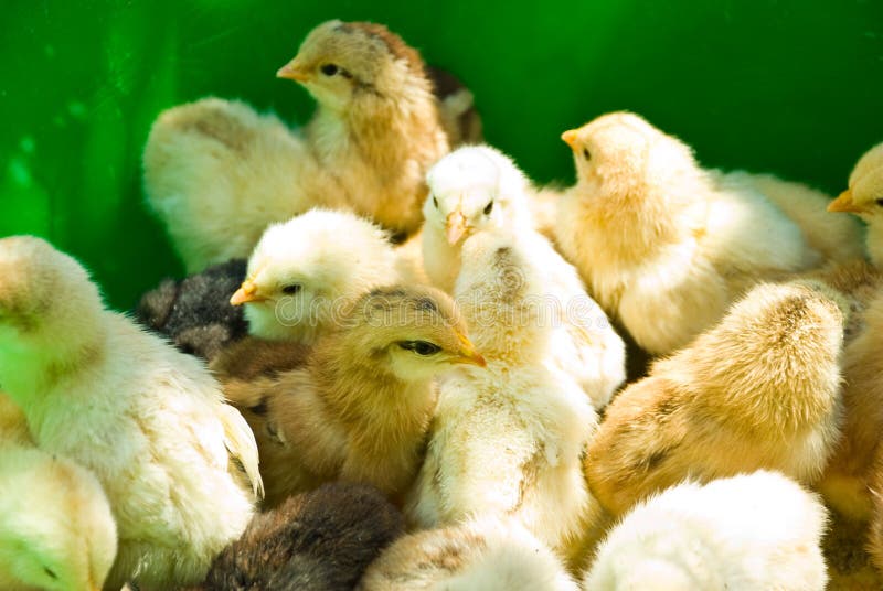 Baby Chickens stock photo. Image of farm, born, chick - 19791476