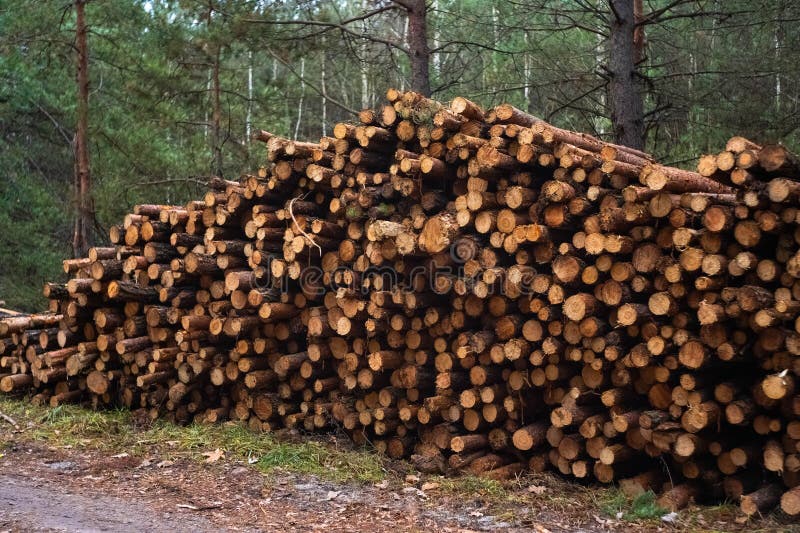 Many Logs of Cut Trees on the Ground in the Forest. Timber Harvesting ...