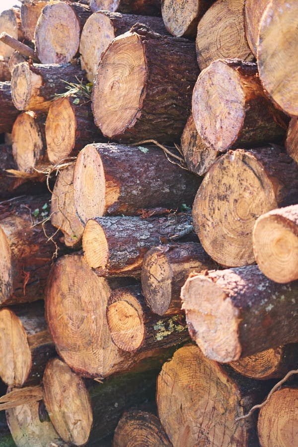 Many Logs Filling the Frame Stock Photo - Image of environment ...