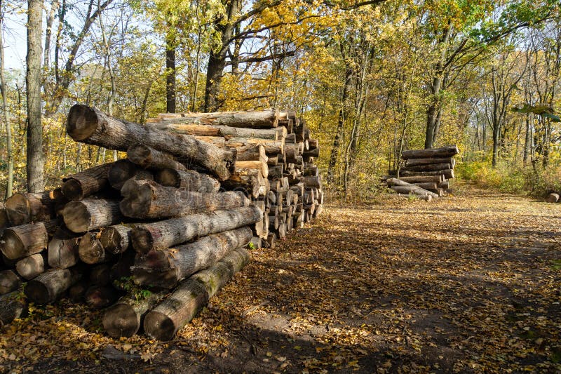 Many Logs Lie in a Clearing in the Forest after Illegal Cutting Down of ...