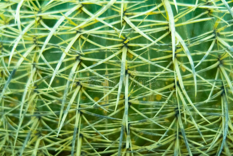 Many Long Cactus Needles Cover the Green Trunk, Plant Background Stock ...
