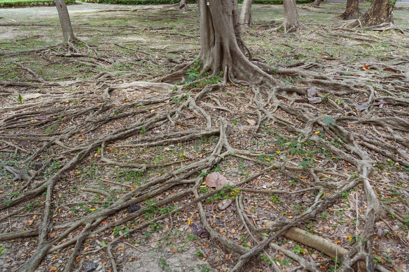 Many Lot Roots of the Ficus Tree, Which Appeared on the Ground Stock ...