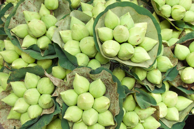 Many lotus on the ground stock image. Image of tropical - 85772301