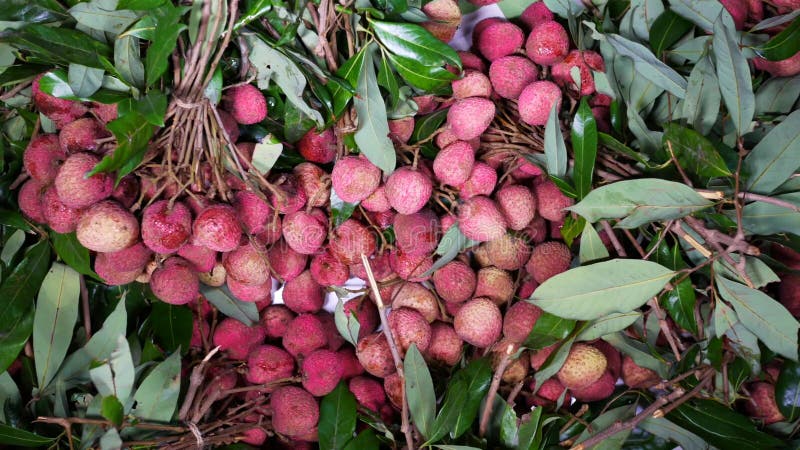 Many Lychee on a Floor Top Down. Stock Footage - Video of organic ...