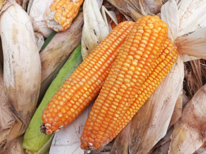 Many Maize Cob Corn Plants at the Field during the Day Stock Photo ...