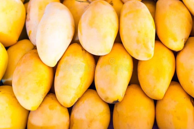 Many mango on fruit market stock photo. Image of gourmet - 344826394