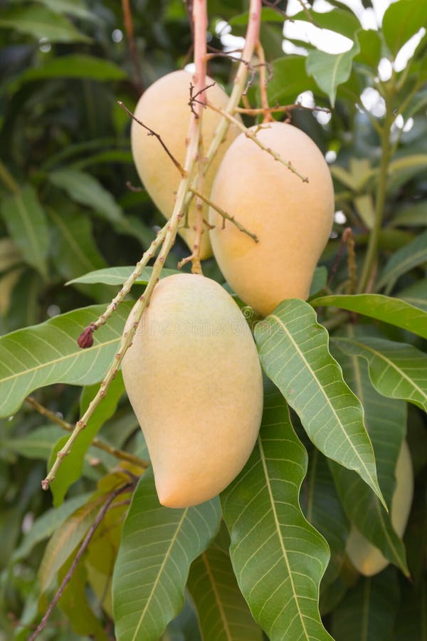 Many Mango Ripe on Mango Trees. Stock Photo - Image of healthy, organic ...