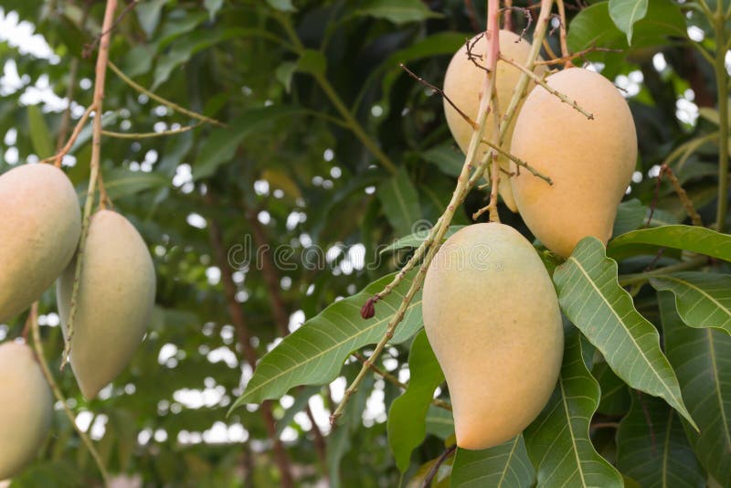 Many Mango on the Tree in Garden Background Blur Banana Tree Stock ...