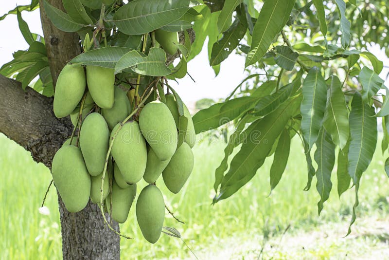 Many Mango on the Tree in Garden Background in Paddy Fields Stock Photo ...