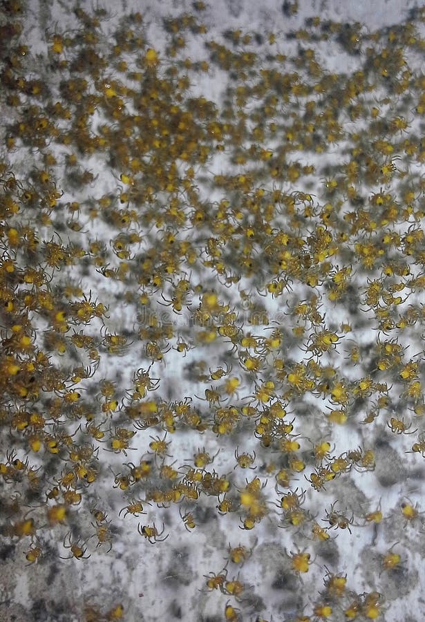 Babies spiders stock photo. Image of babies, wildlife - 116255486