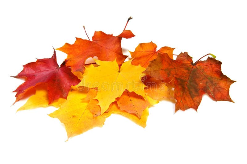 Many Maple Fall Colored Leaves Stock Image Image Of Bright Closeup