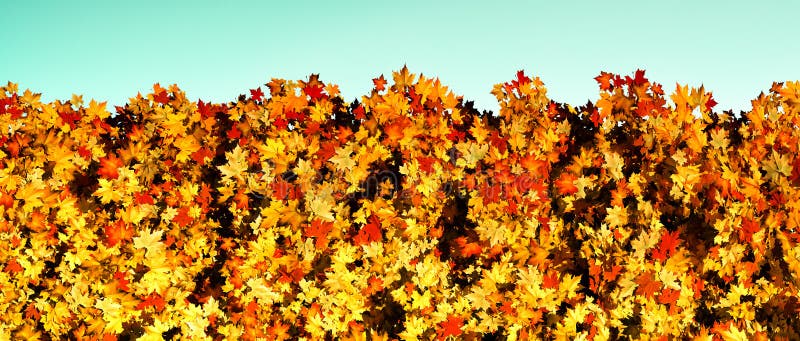 Many Maple Fall Colored Leaves. Stock Illustration - Illustration of ...