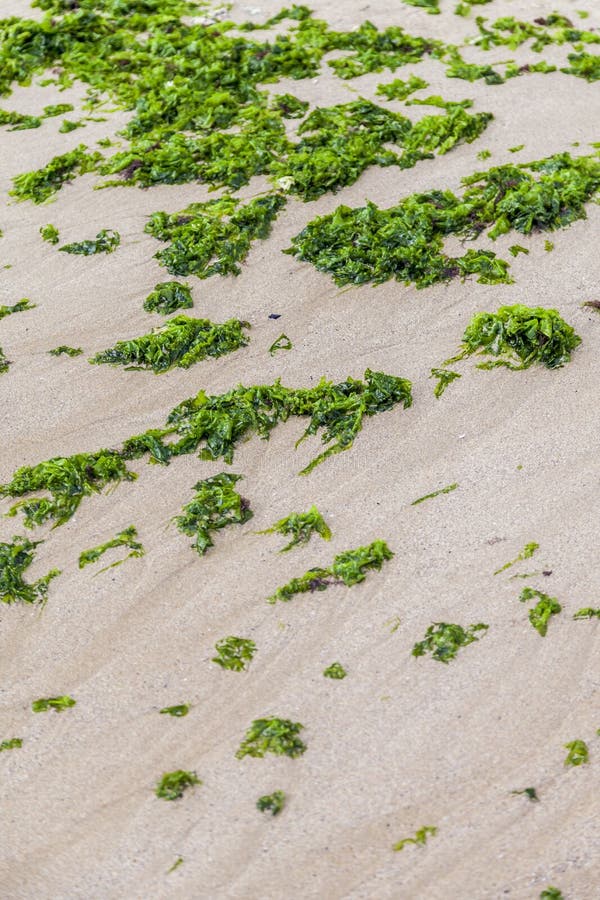 Many Marine Algae Collected from the Shore Stock Image - Image of beach ...