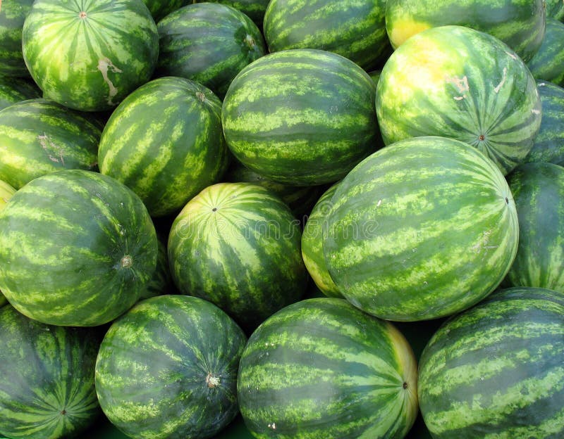 Many melons stock image. Image of striped, market, fruits - 4933975