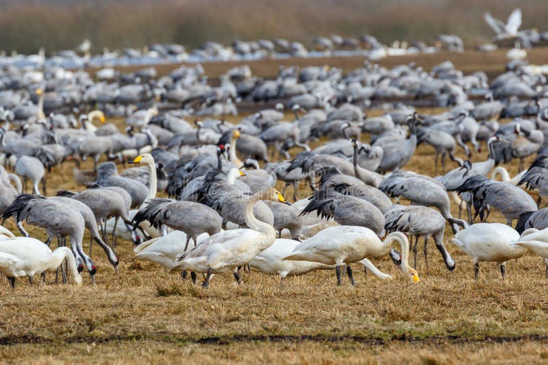 Many Migrating Cranes and Whooper Swans in a Field in Spring Stock ...