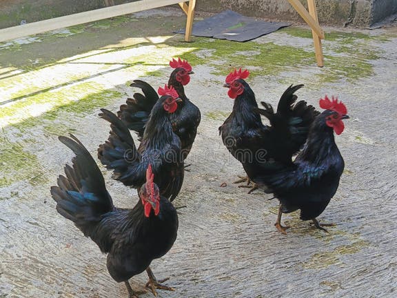 Many Mini Rooster Behind the House Stock Image - Image of rooster, mini ...