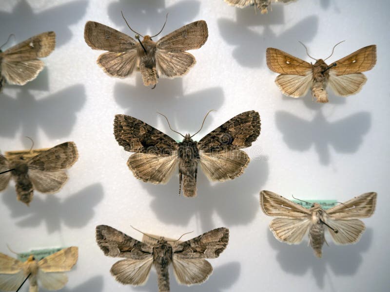 Many Moth Collection on Display Editorial Image - Image of natural ...