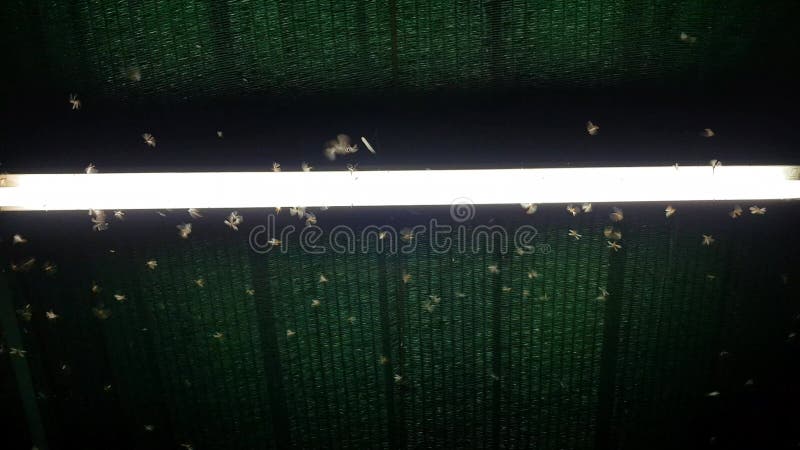 Many Moths Fly Around the Lights at Night. Stock Video - Video of ...