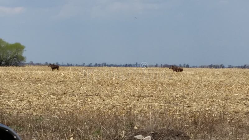 Many much moosen stock photo. Image of field, moosen - 42637226