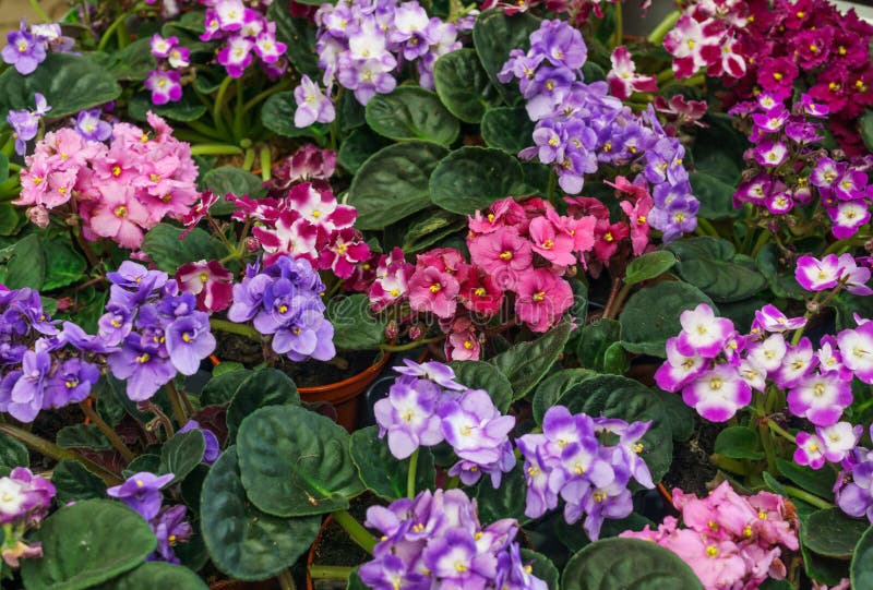 Many Multi-colored Alpine Violets in Flower Pots Stock Photo - Image of ...