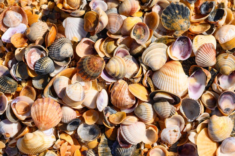 Many Multi-colored Seashells on the Black Sea Coast. Stock Image ...