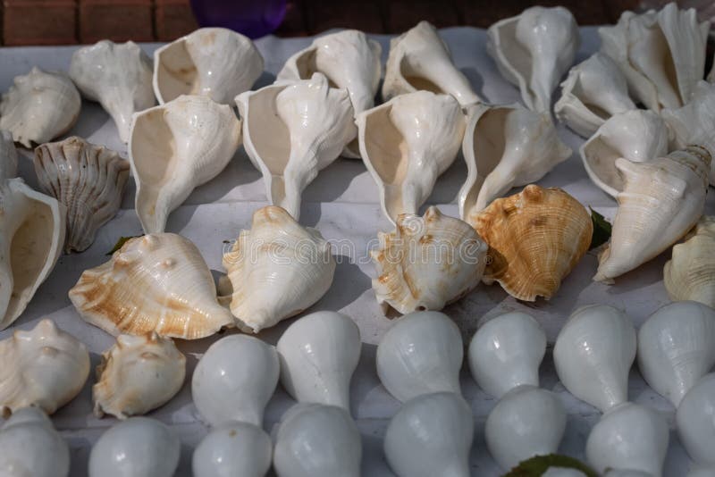 Many Multi-colored Shells of Different Shapes. Background on the Marine ...