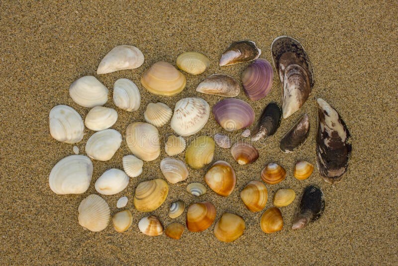 Many Multi-colored Shells of Different Size and Shape on the Yellow ...