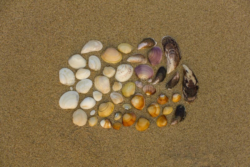 Many Multi-colored Shells of Different Sizes and Shapes on the Light ...