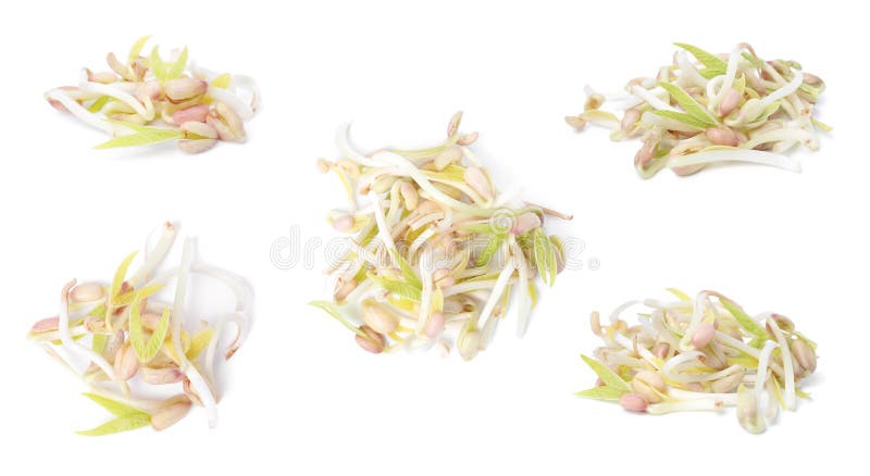 Many Mung Bean Sprouts on White Background Stock Photo - Image of mung ...
