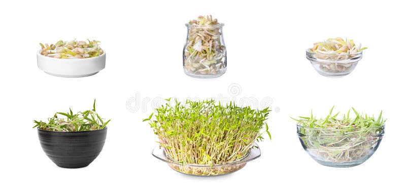 Many Mung Bean Sprouts on White Background Stock Photo - Image of green ...