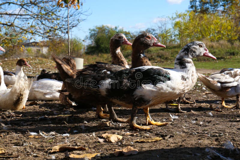 Many Muscovy Ducks Outdoors on Sunny Day. Rural Life Stock Image ...