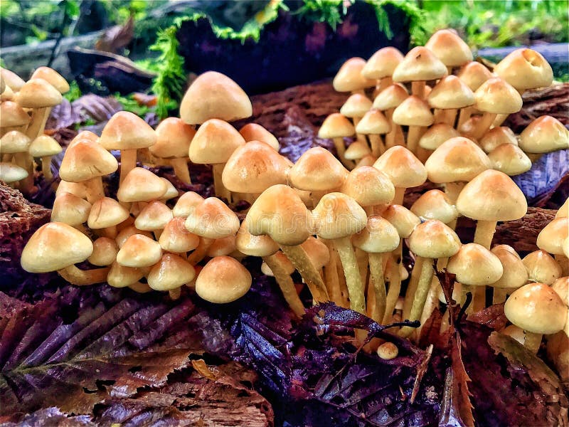 Many mushrooms stock photo. Image of mushroom, mushrooms - 160621570