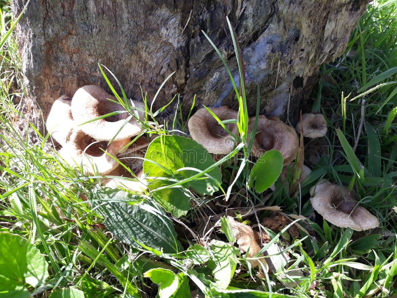 Many mushrooms stock photo. Image of mushrooms, next - 137612588