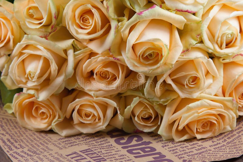 Many Natural Beige Roses Background Stock Image - Image of passion ...