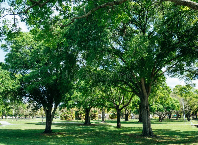 Many Natural Tree in Spring Stock Photo - Image of beauty, beautiful ...
