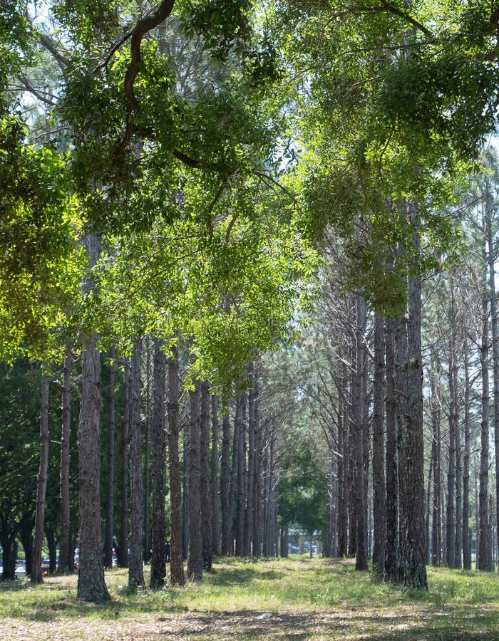 Many natural tree stems stock image. Image of foliage - 142629297