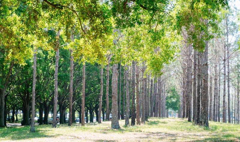 Many natural tree stems stock image. Image of natural - 142647701