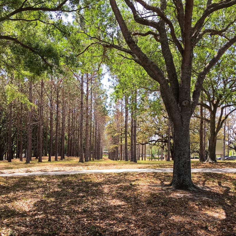 Many natural tree stems stock photo. Image of stems - 113391736