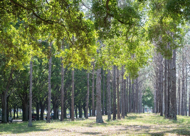 Many natural tree stems stock image. Image of bright - 142629507