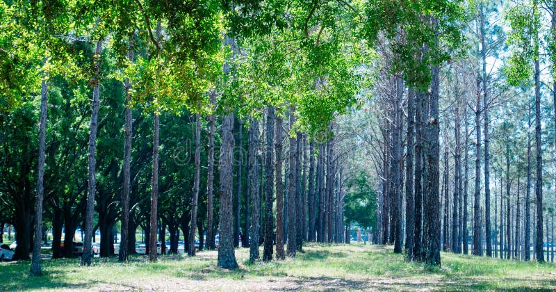 Many natural tree stems stock image. Image of grove - 142647707