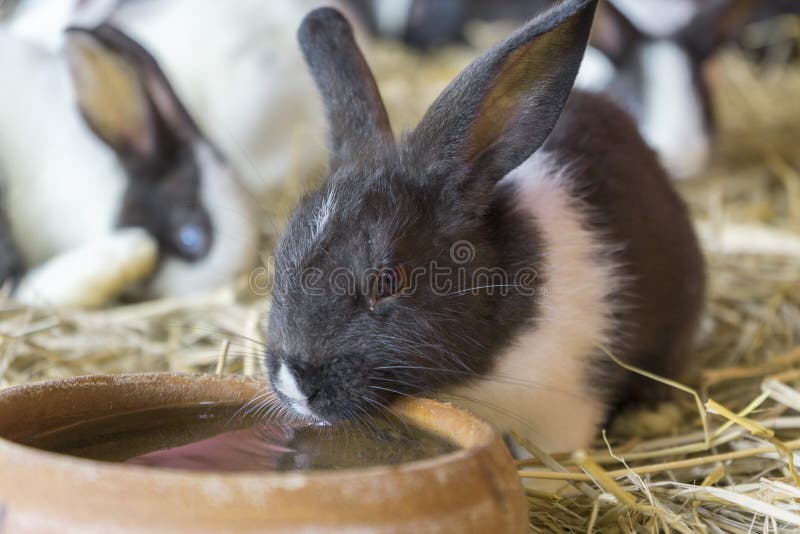 New Zealand Red rabbit stock image. Image of animal, nose - 73188419