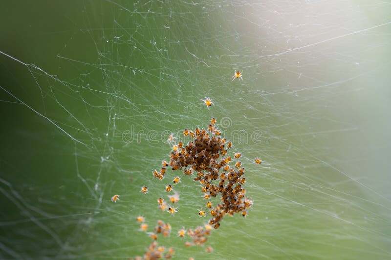 Lots of Spider Babies in the Web Stock Image - Image of arachnophobia ...